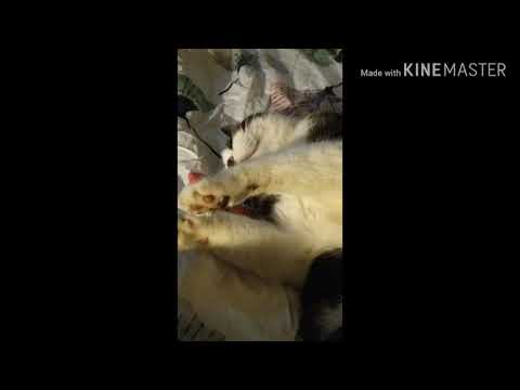 Meine sußen katsen