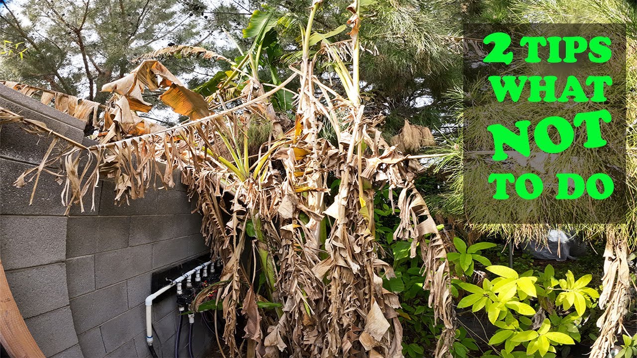 2 TIPS What NOT to Do | Frost - Cold Damaged Plants - YouTube