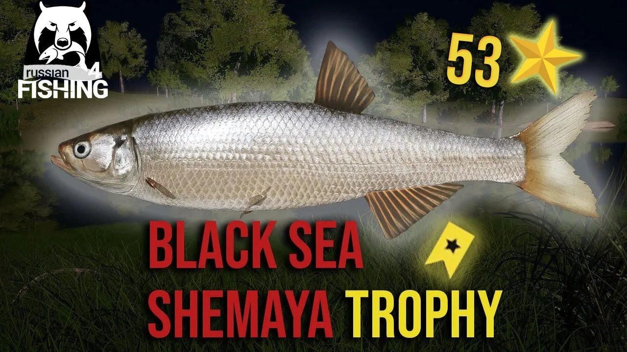 Black Sea Shemaya Trophy at Seversky Donets - Russian Fishing 4 #rf4 ...