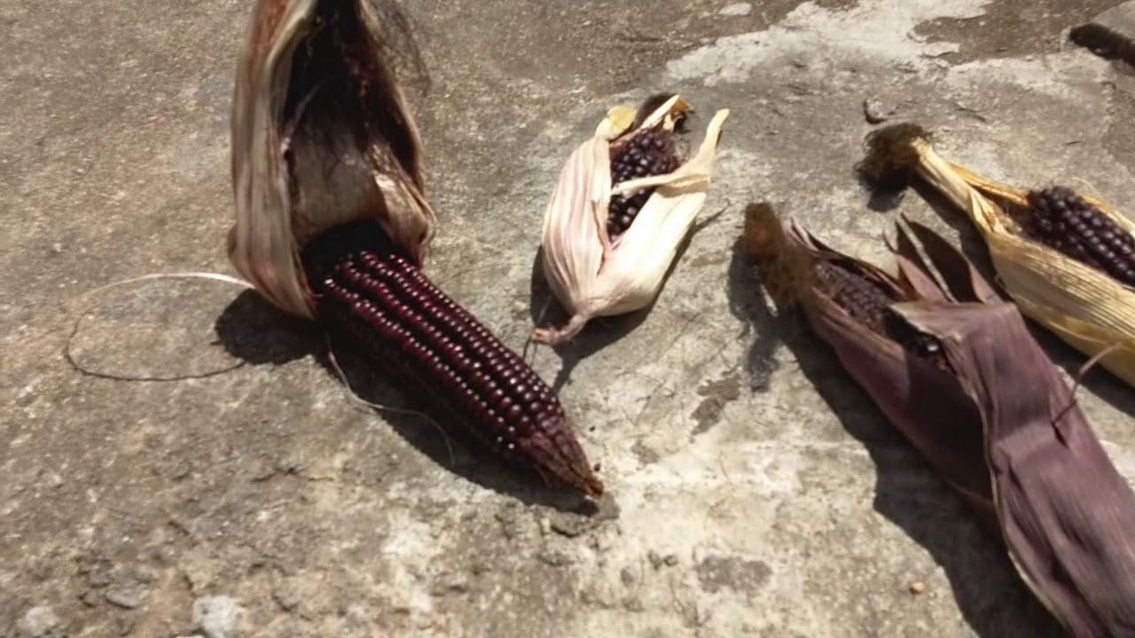 CONHEÇA O MILHO PRETO - YouTube