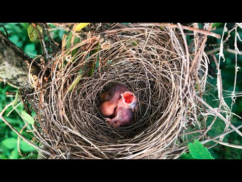 Two Baby Birds Sleepwalking Together When Mother Away (1) – Stripe-throated Bulbul Feed Chicks E211