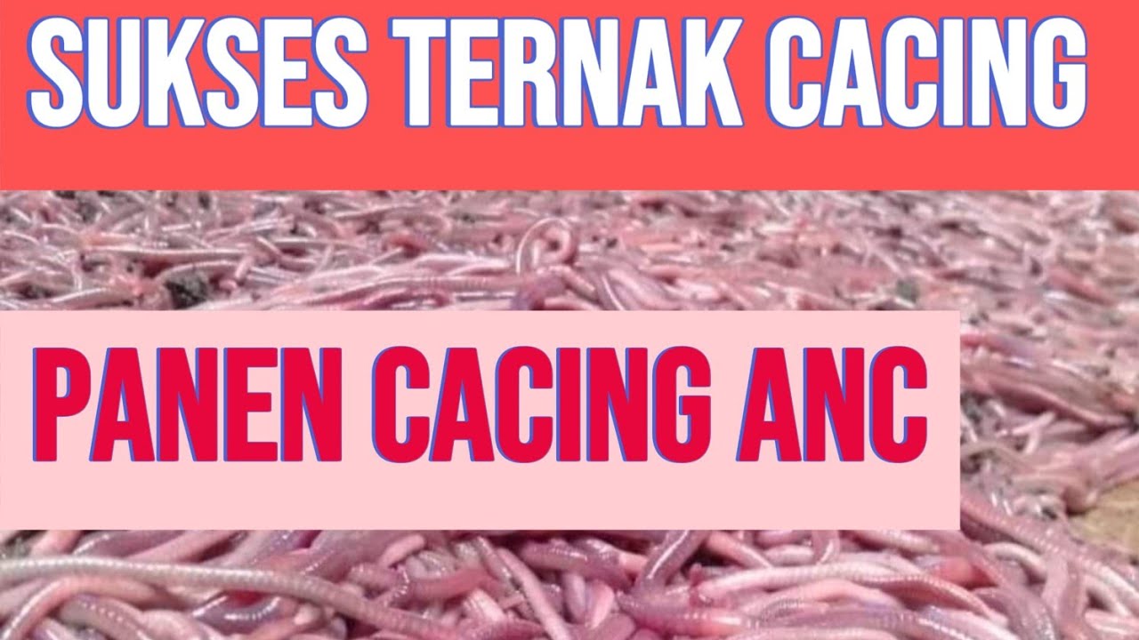 SUKSES TERNAK CACING Proses Panen Cacing di malam hari budidaya cacing ...