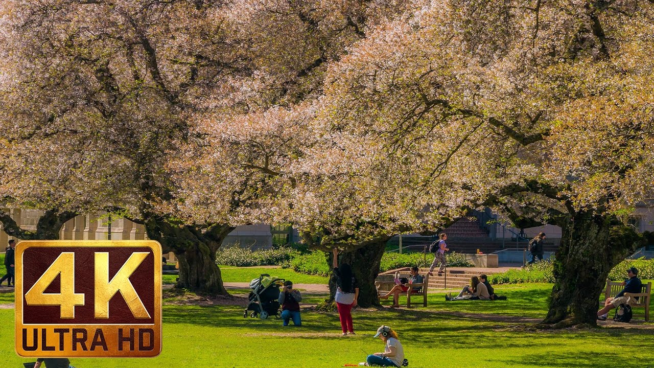 FLOWERS 4K - Relax Footage - Nature Scenery and Relaxing Music - Video ...