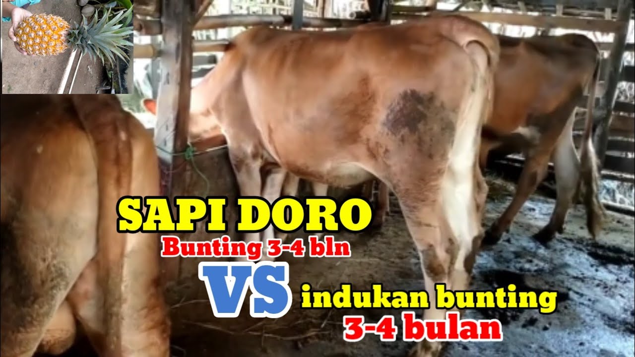 DARI 1 EKOR SAPI JADI 4 SAPI SUKSES BREEDING SAPI# - YouTube