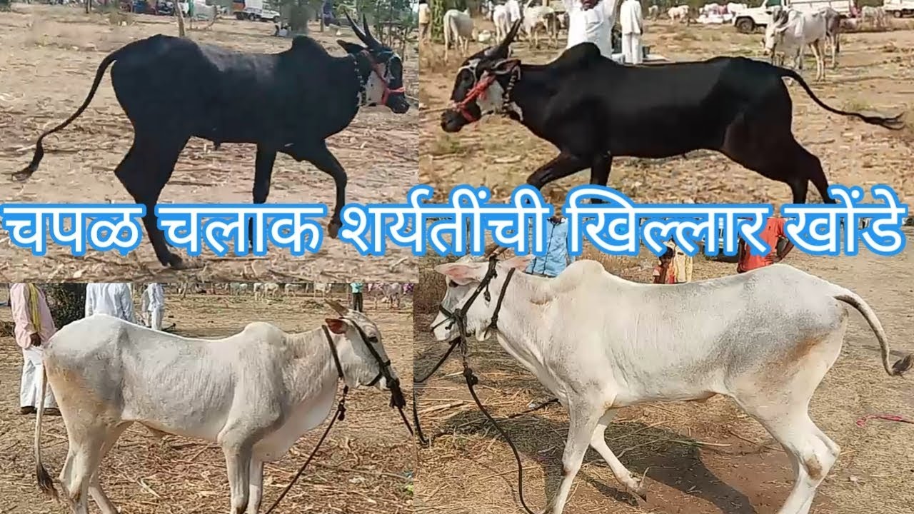 चपळ,चलाक शर्यतींची खिल्लार खोंडे | Khillar Racing Bull - YouTube