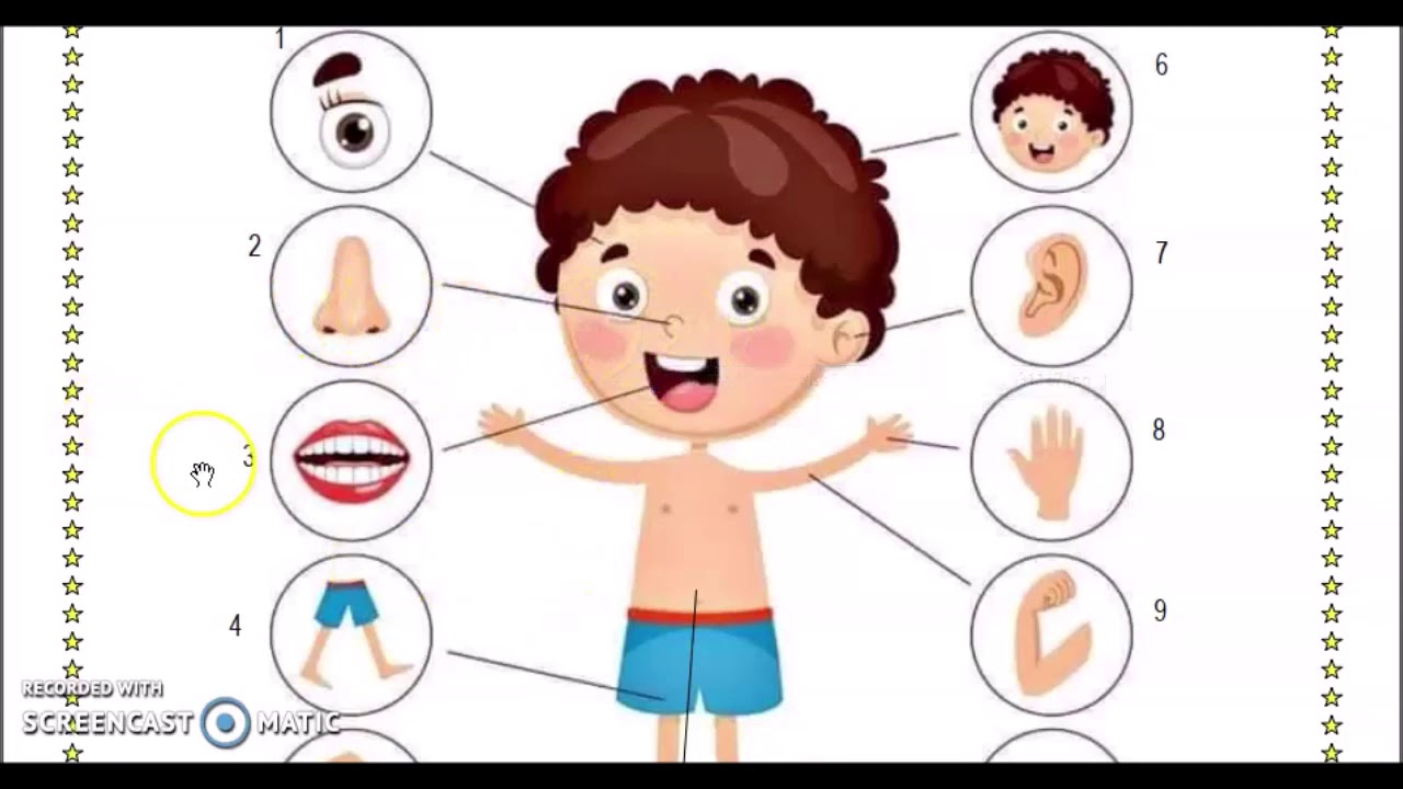 Clase 6 My Body Mi Cuerpo 2doCiclo Miss Silvia Sosa - YouTube