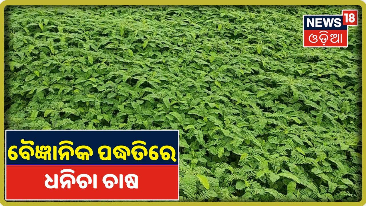 Annadata | ବୈଜ୍ଞାନିକ ପଦ୍ଧତିରେ ସବୁଜ ସାର ବା ଧନିଚା ଚାଷ କରନ୍ତୁ (Dhanicha ...