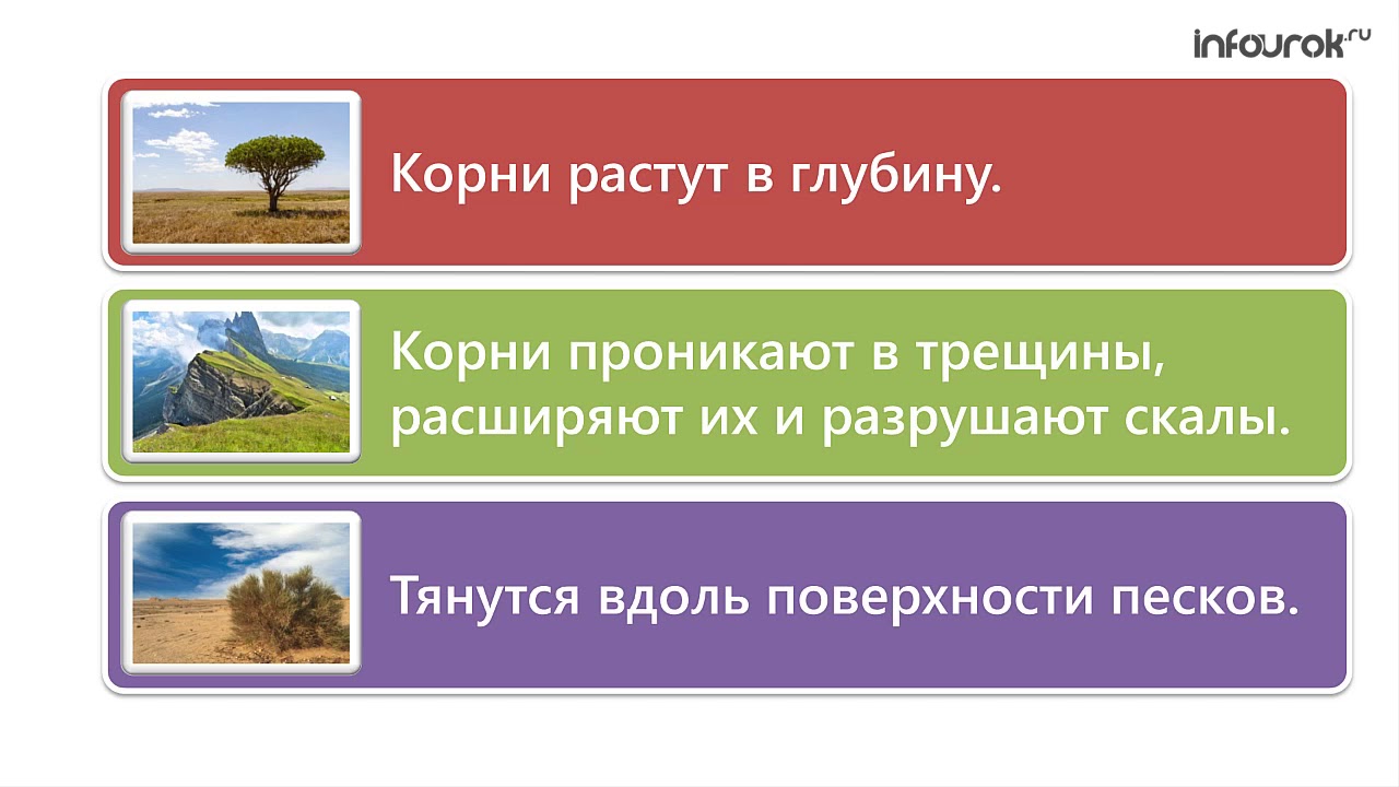 Виды корней и типы корневых систем Биология 6 класс 21 Инфоурок Online