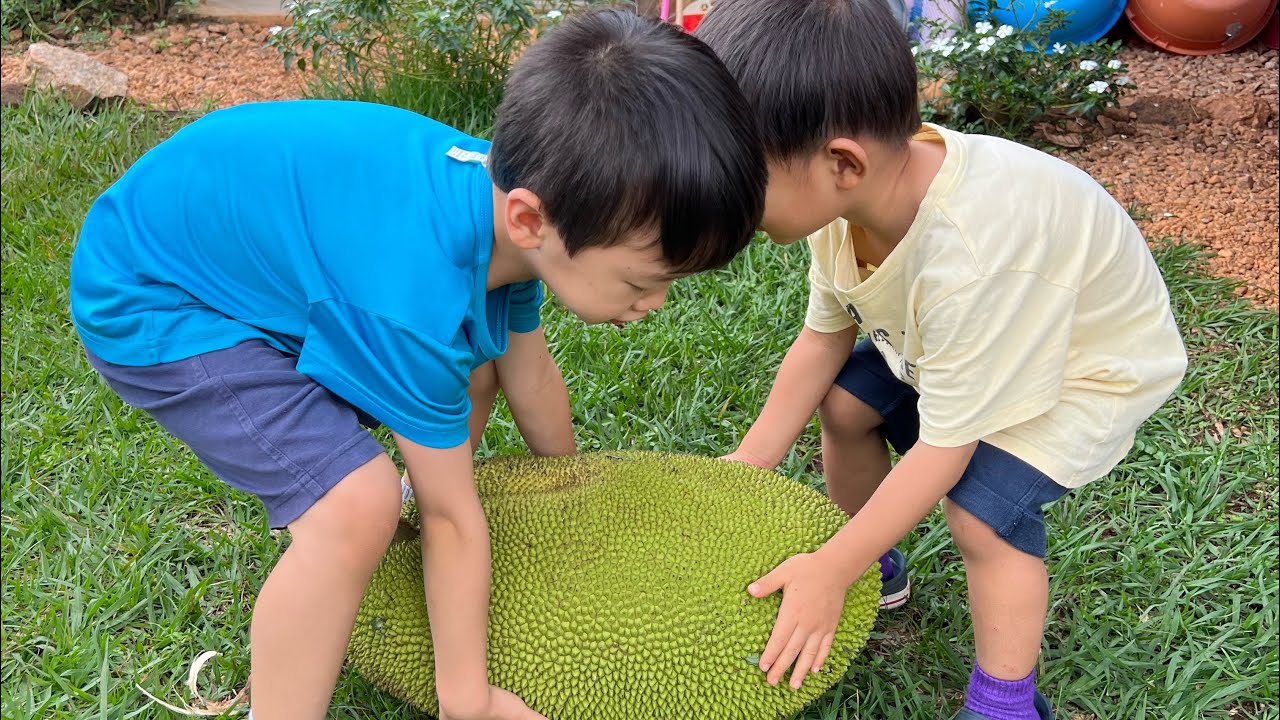 우간다 아보카도 나무는 정말 엄청나게 크고 열매도 주먹보다 더 큽니다! 긴 장대로 따다 잘 안 되니까 나무에 직접 올라가서 ...