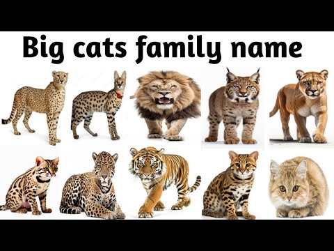Big cats name with pictures | types of big cat | big cat family name ...