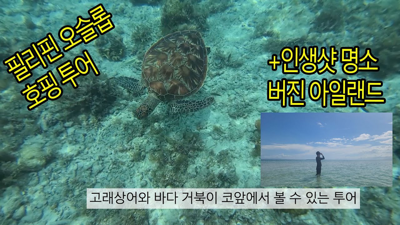 필리핀 세부 보홀 고래상어 발리카삭 바다거북이 투어 후기 자유 여행 2일차 I 레쯔고투어 버진 아일랜드 망고 빙수