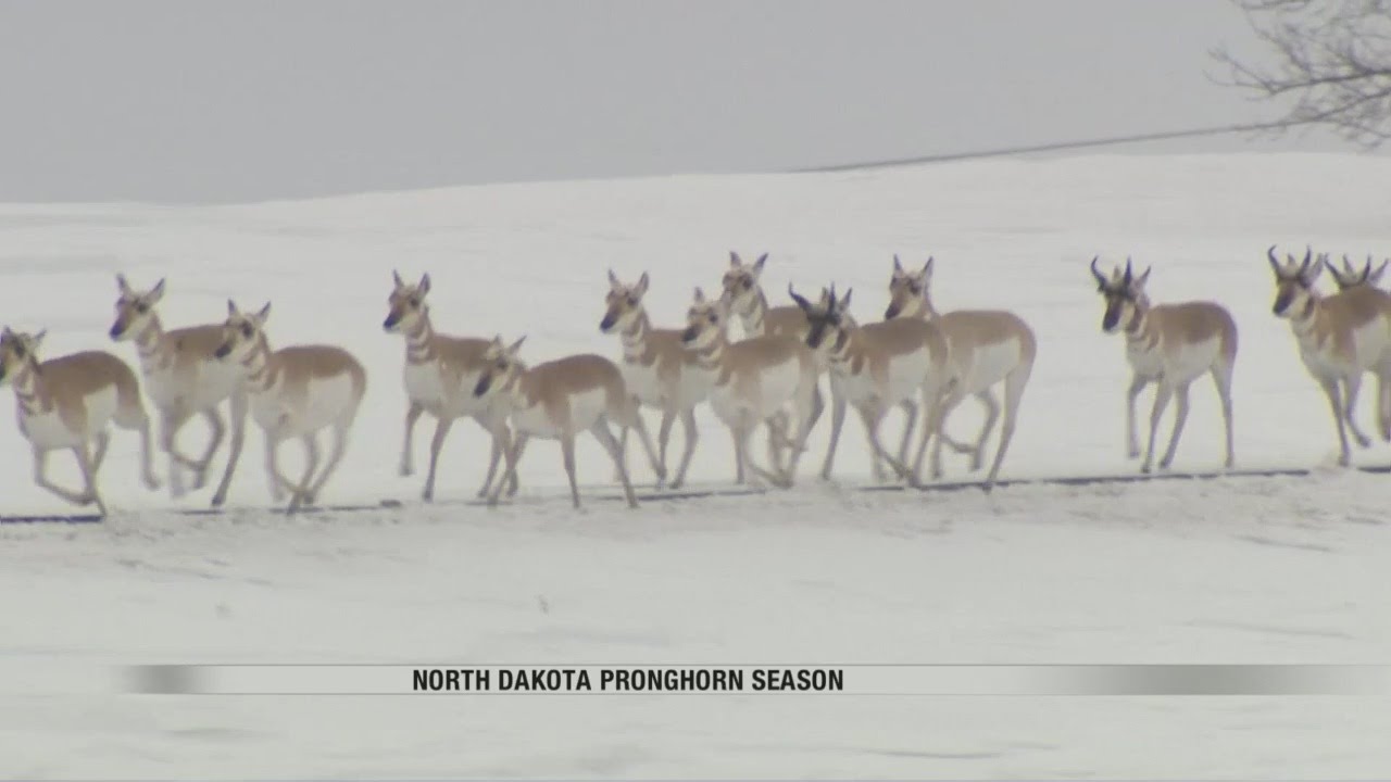 News: North Dakota Pronghorn Season - YouTube