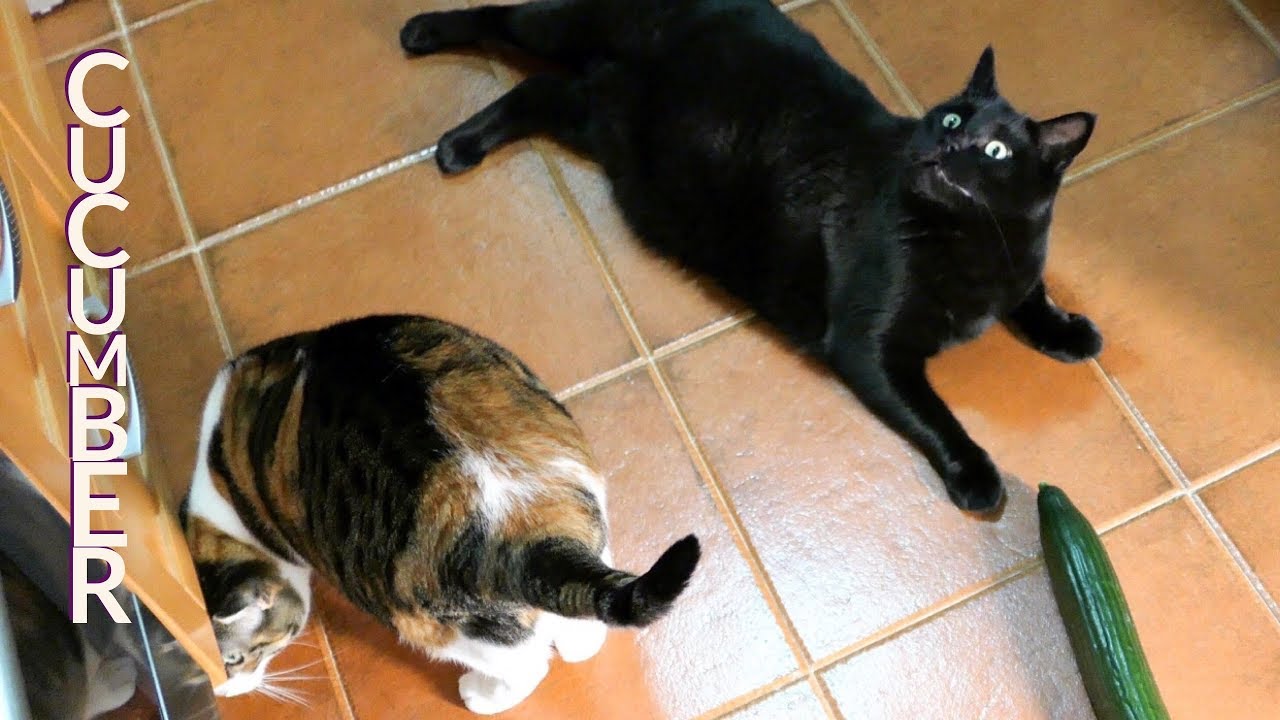 CUTE CATS VIDEO 38 - ARE CATS SCARED OF CUCUMBERS ? - YouTube