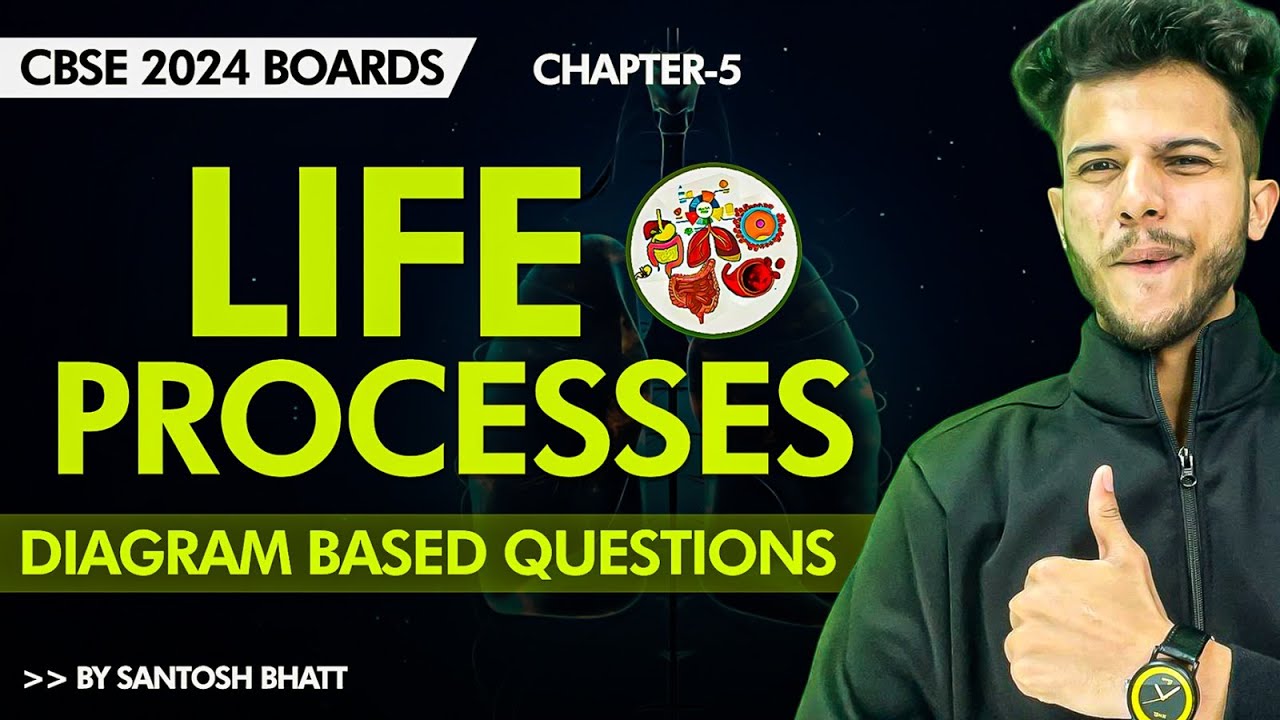 Diagram Based Questions Ch-5 Life Processes🔥 ||Class 10 Science || CBSE ...