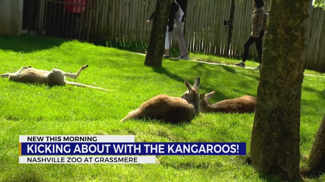 Kangaroo Kicking Youtube