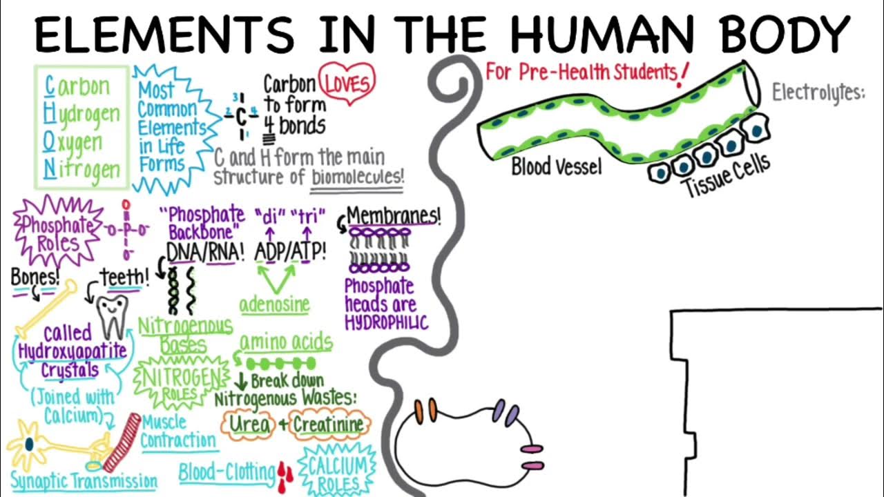elements in the human body for health students - YouTube