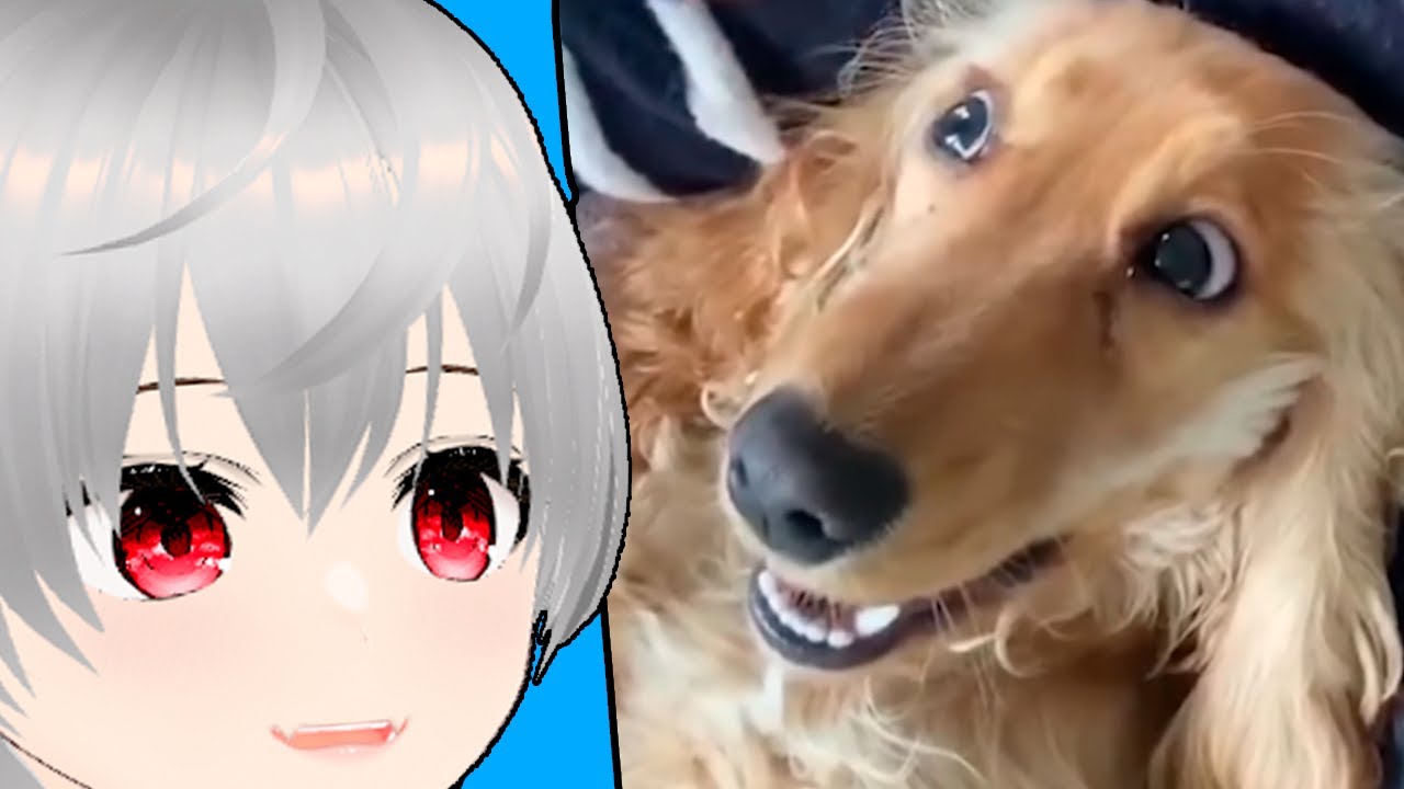 Reaccionando a Memes sin Contexto - YouTube