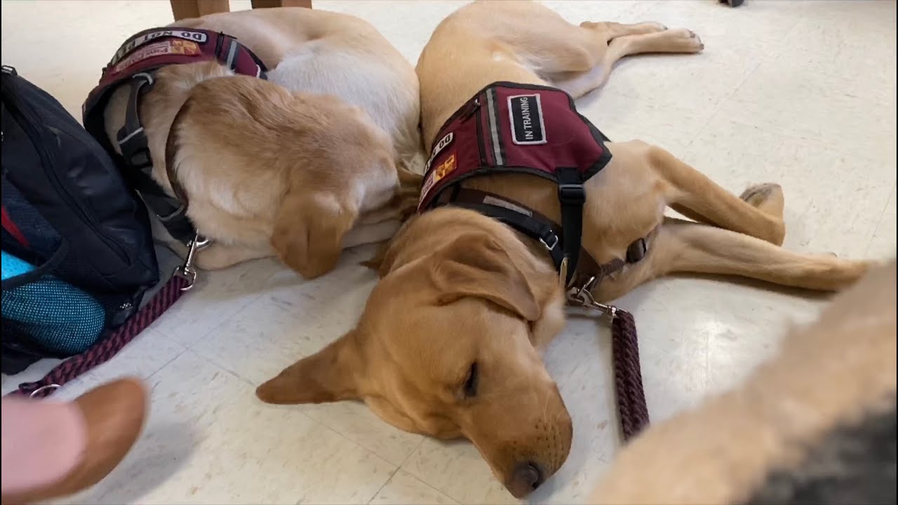 First Week With a Service Dog in Training! - YouTube