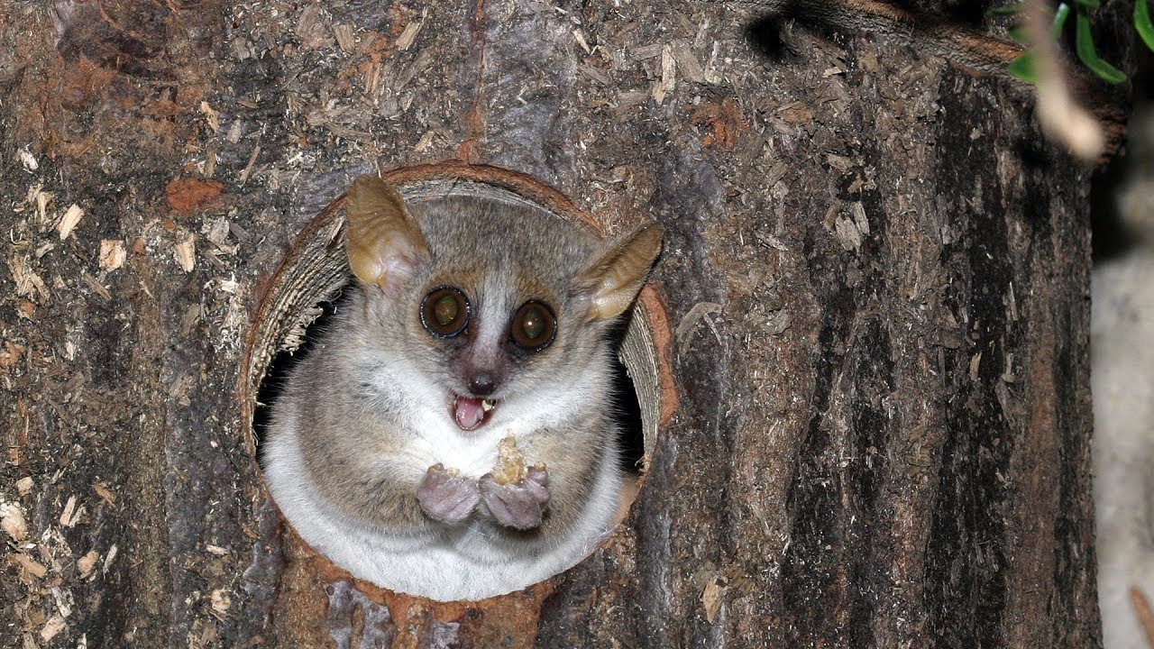 Dwergmuismaki / Microcèbe mignon / Gray mouse lemur : Pairi Daiza - YouTube