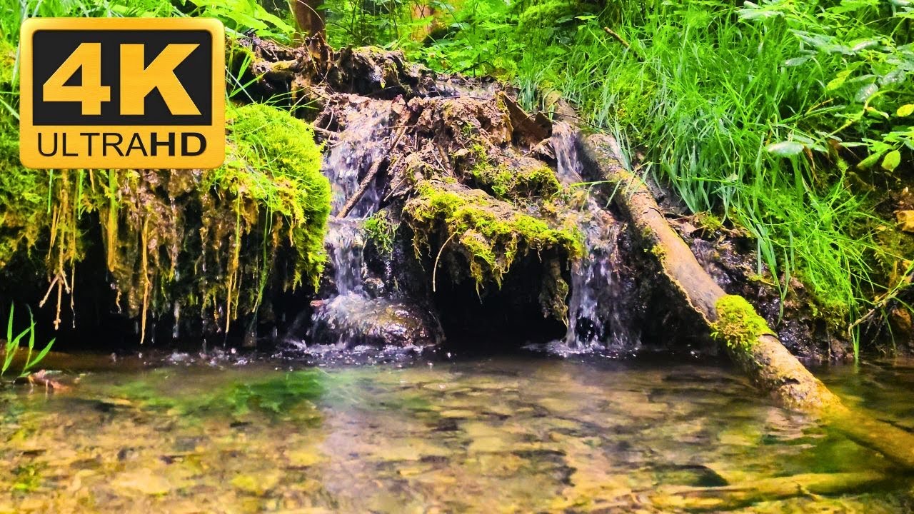 4K Soothing forest stream - Relaxing Nature Video with ambient sound ...