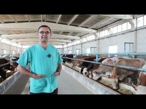 Servet Besicilik: Güvenilir ve İslami Kurban Kesimi Hizmeti