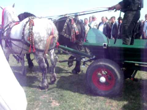 cai frumosi 2 - YouTube