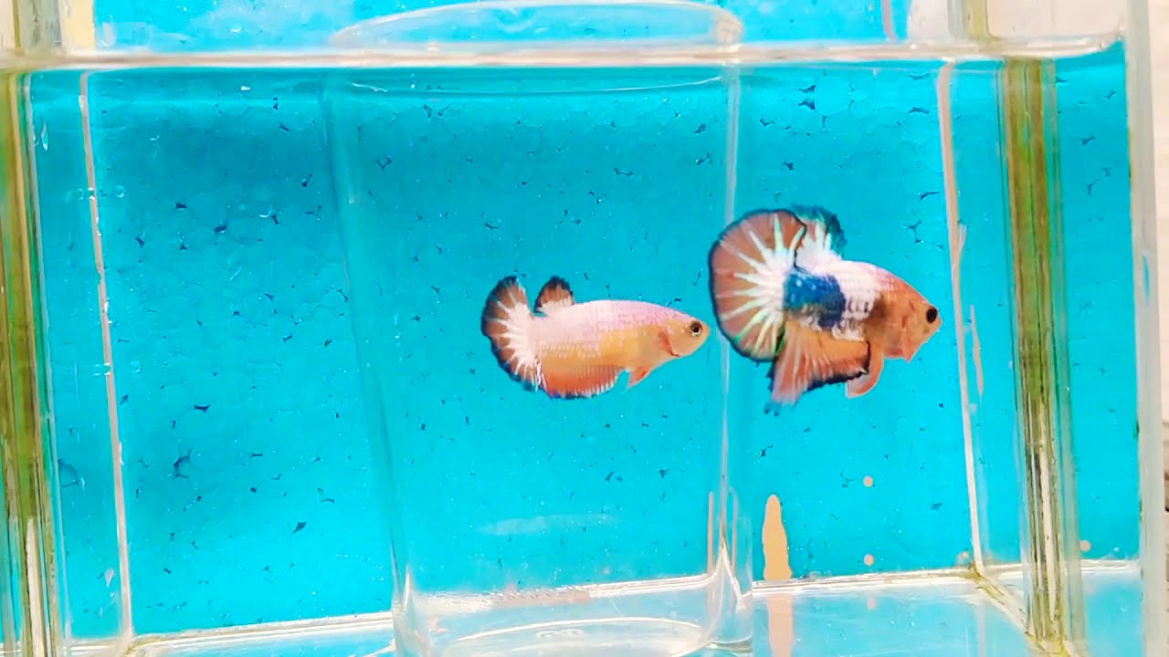 🥰🇮🇩Romantic Couple of Betta Fish🇮🇩🥰 - YouTube