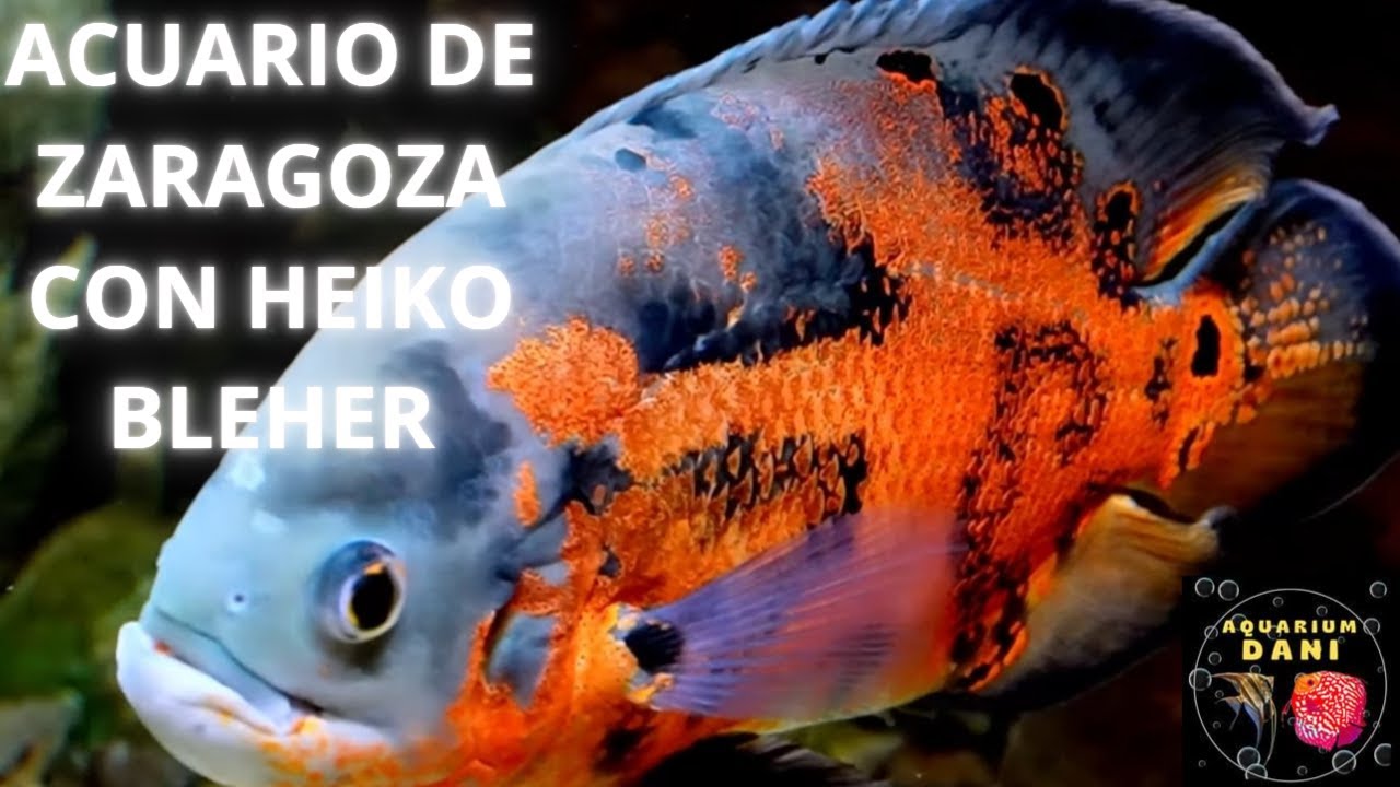 VISITA ACUARIO DE ZARAGOZA NARRADO POR HEIKO BLEHER FIRE RED OSCAR FISH ...