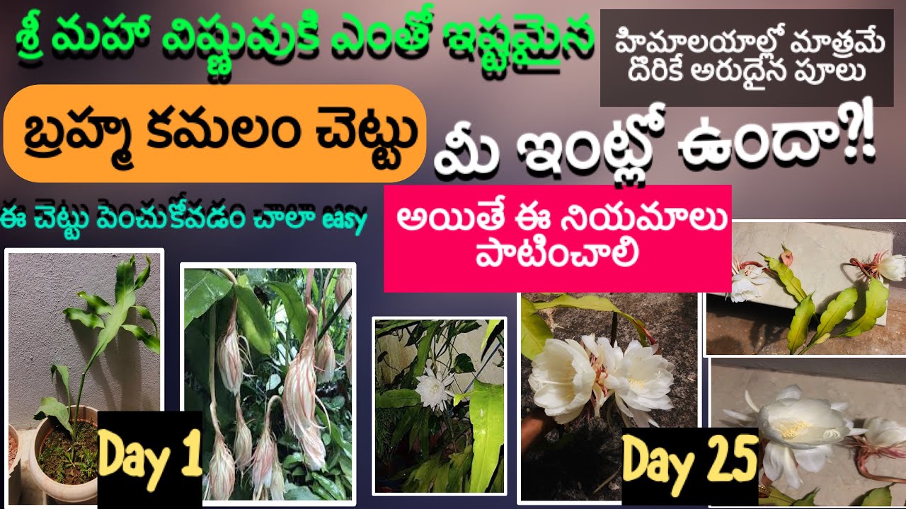 బ్రహ్మ కమలం చెట్టు మీ ఇంట్లో ఉందా? | Brahma kamalam in telugu | brahma ...