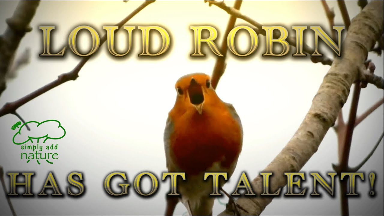 LOUD Robin has got talent! Robin song Uk bird sound - YouTube
