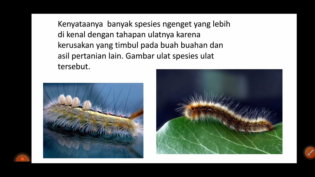 FILUM ARTHROPODA.yang termasuk kelas insecta, yaitu Ulat (Artcornis Sp ...