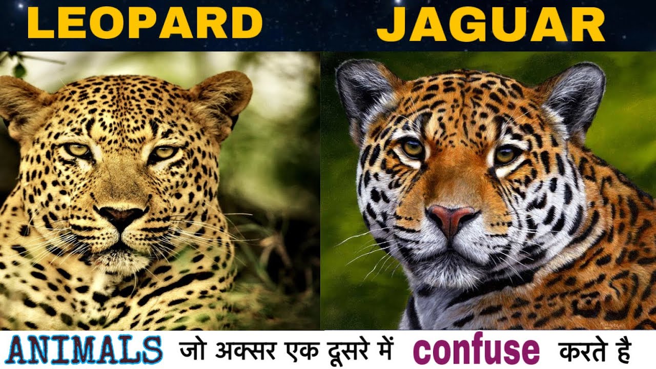 Animals that are often confused for one another | similar looking ...