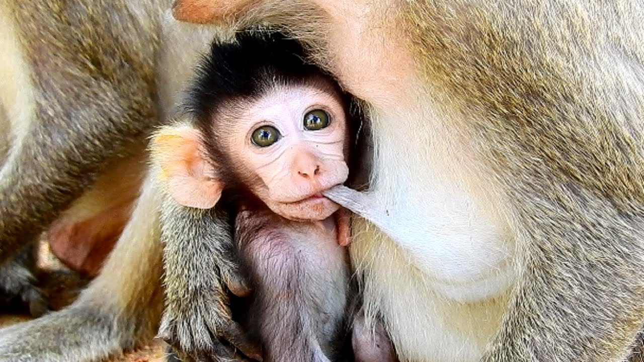 Anya Nursing Milk Mother Like That! So Lovely Baby Monkey! - YouTube