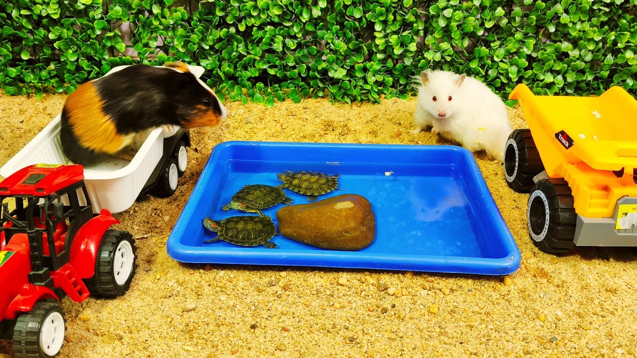 Guinea Pig Playing Video | Turtle Pond Diy | Tractor Trolley and Diy ...