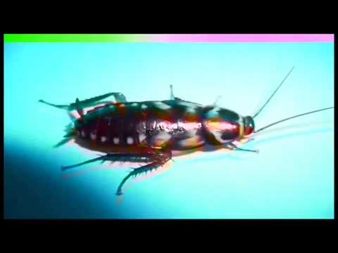Antenli Böcekler | Mutfak Böcekleri | Astek İlaçlama 0 542 799 13 13