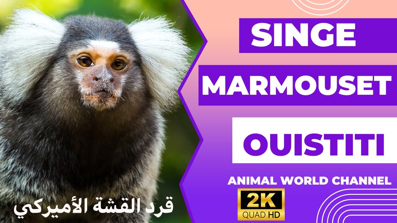 le Marmouset le plus petit des singes - YouTube