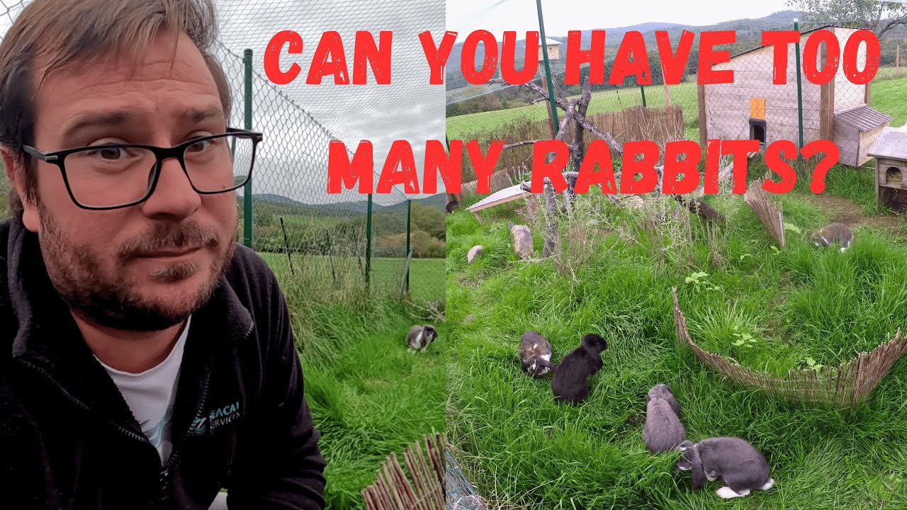 Starting a Rabbit Colony on Our Homestead GONE WILD - YouTube