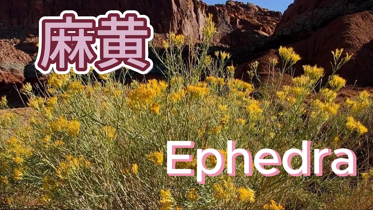 Ma Huang (Ephedra) - TCM Herb in Shang Han Lun - YouTube
