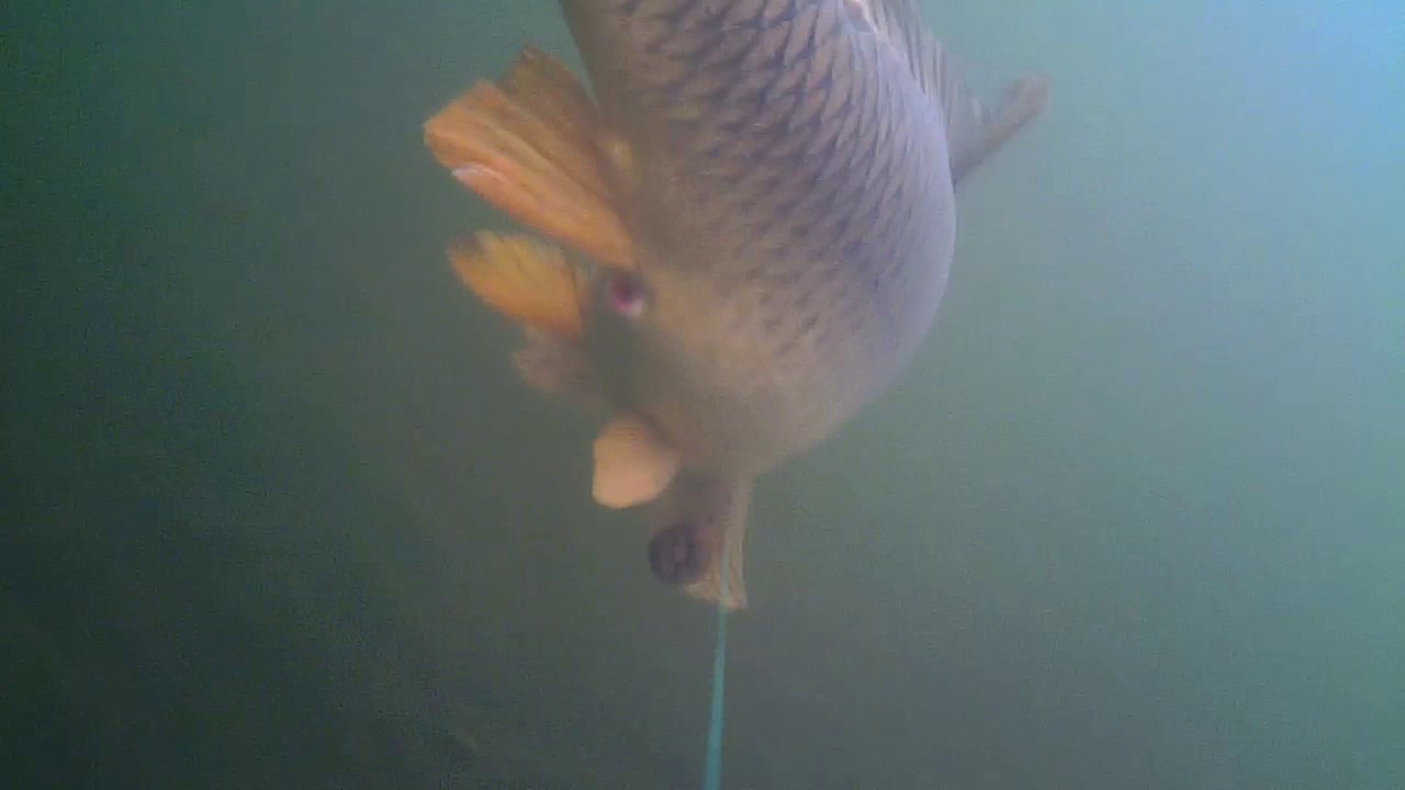 Carp caught close up - YouTube