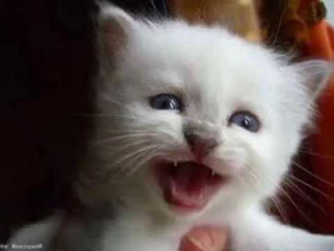 süße katzenbabys - YouTube