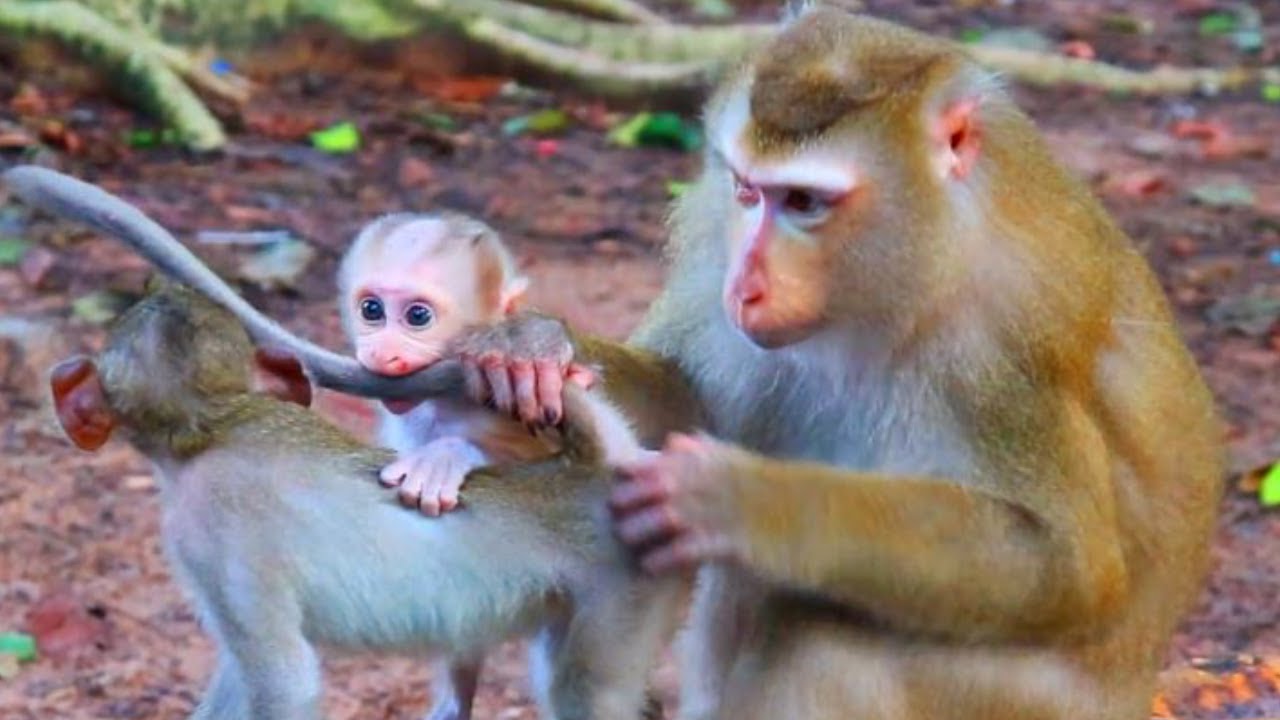 Amazing Sweet Luna With Baby Aruna | The monkeys - YouTube