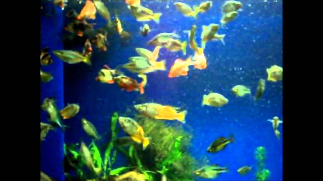 600 Gallon Planted Rainbow Fish Community Tank Pt. 2 - YouTube