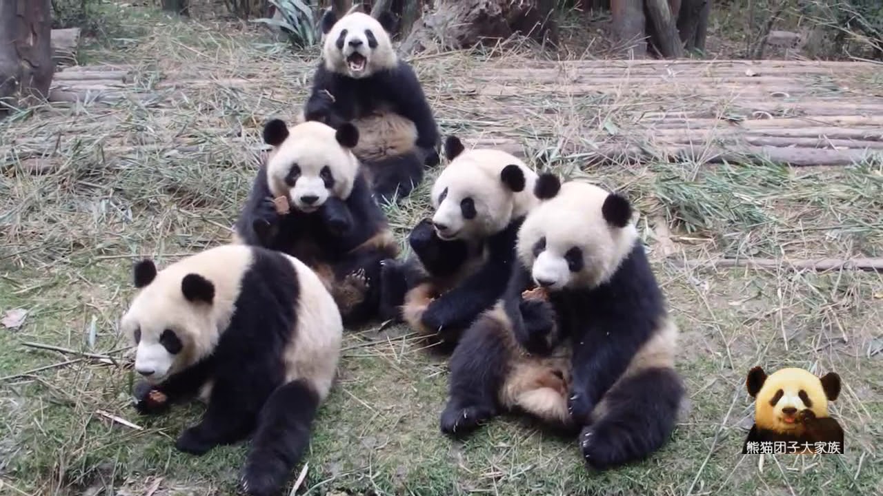 熊猫 The panda heard grandpa coming for dinner - YouTube