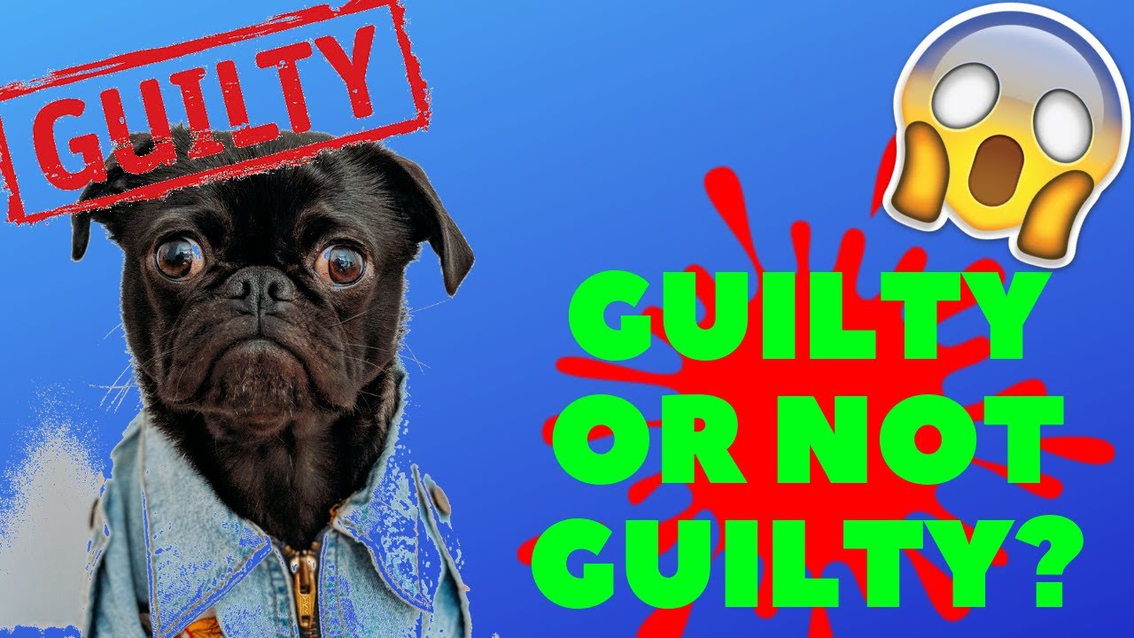 GUILTY DOGS - Funny Dogs Compilation 2019 - YouTube