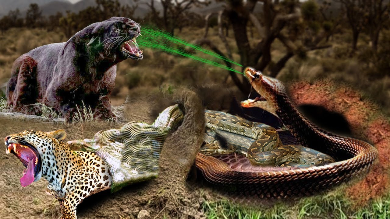 The Power Of The Leopard Is Defeated By The Venom Of The Most Dangerous ...