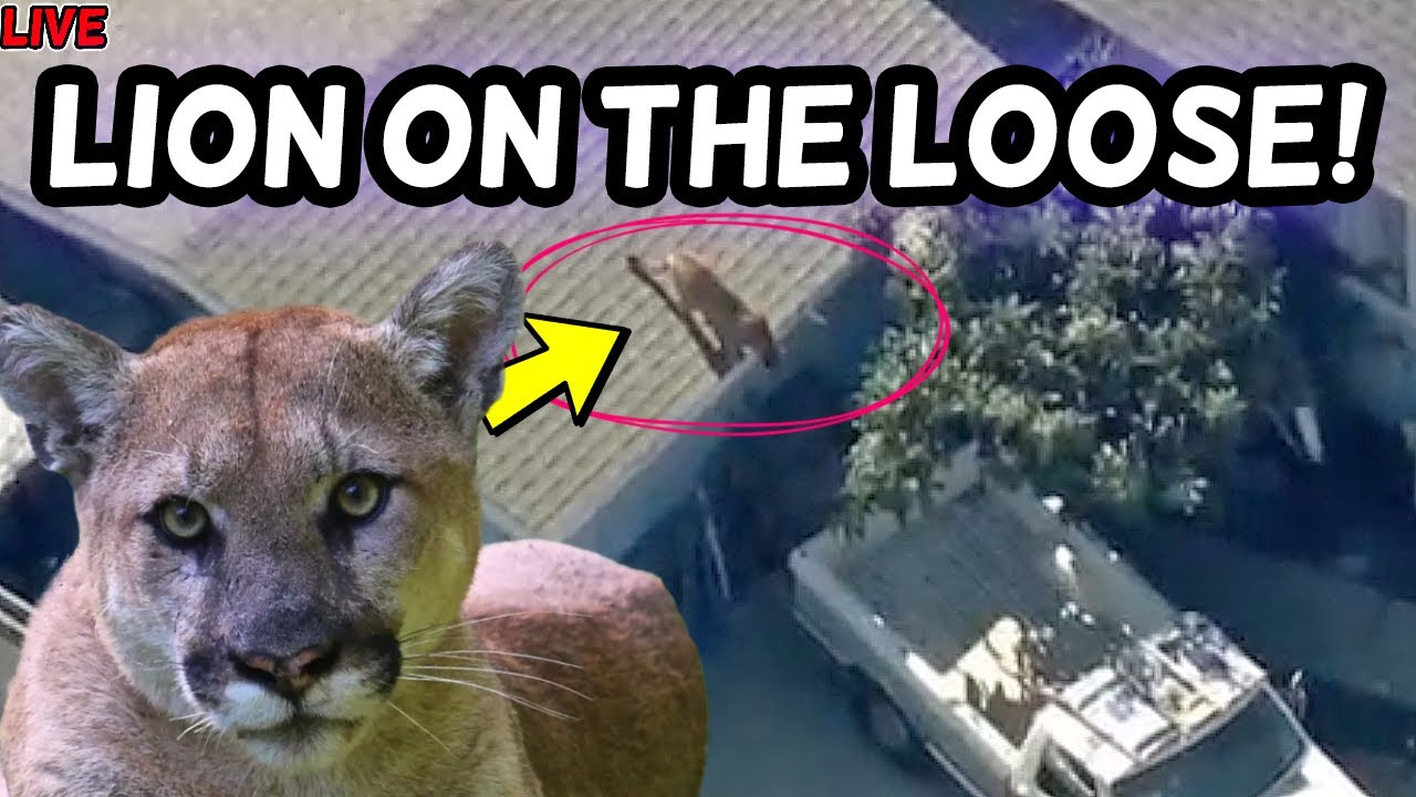 Breaking. MOUNTAIN LION ON THE LOOSE! LIVE! CALIFORNIA - YouTube
