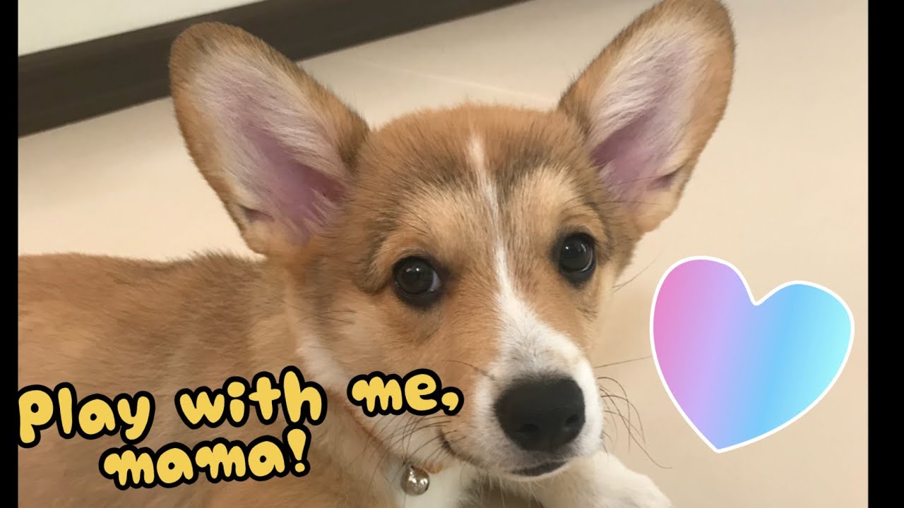 Corgi puppy loves to play with mama!! - YouTube