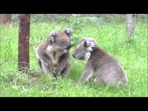 koala sound - YouTube