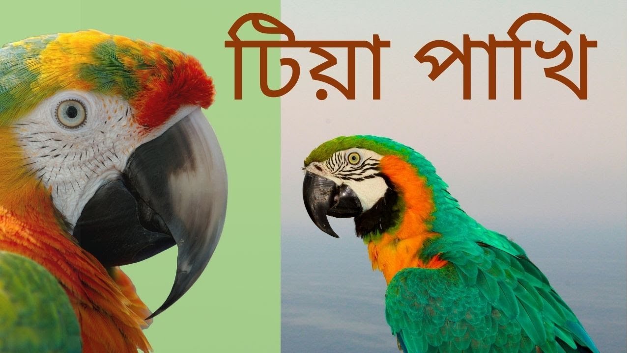 awesome parrot (tiya pakhi) - YouTube