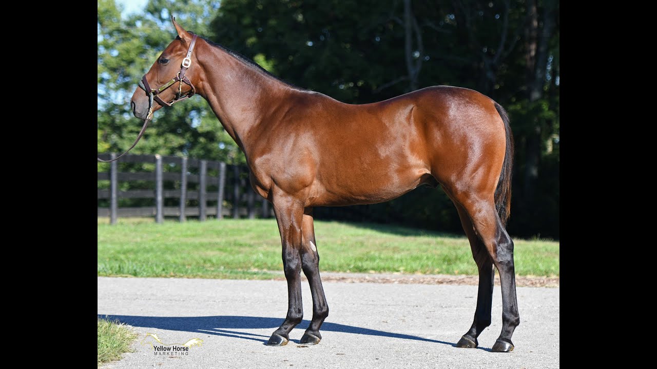 FOR SALE: 2019 Thoroughbred Colt by EMPIRE MAKER - YouTube